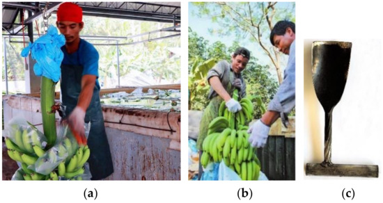 Mechanized Technology Research and Equipment Application of Banana Post ...