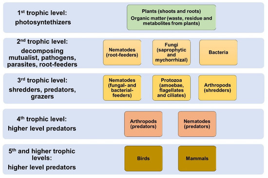 Soil Macrofauna: A key Factor for Increasing Soil Fertility and ...