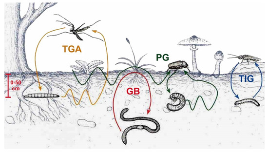 Soil Macrofauna: A key Factor for Increasing Soil Fertility and ...