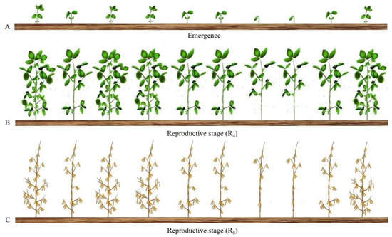 Soybean Seed Vigor: Uniformity and Growth as Key Factors to Improve Yield