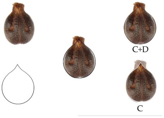 Seed Morphology in the Vitaceae Based on Geometric Models