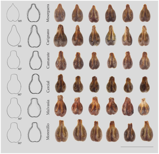 Seed Morphology in the Vitaceae Based on Geometric Models