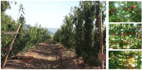 Detection and Characterization of Cherries: A Deep Learning Usability ...