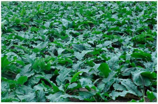 Yields, Calorific Value and Chemical Properties of Cup Plant Silphium ...