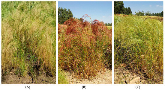 Allelopathic Potential of Teff Varieties and Effect on Weed Growth