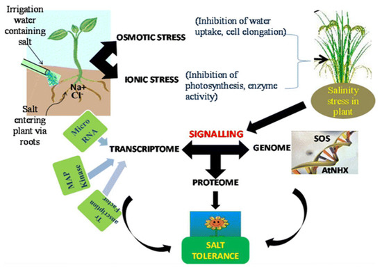 Insights into the Physiological and Biochemical Impacts of Salt Stress ...