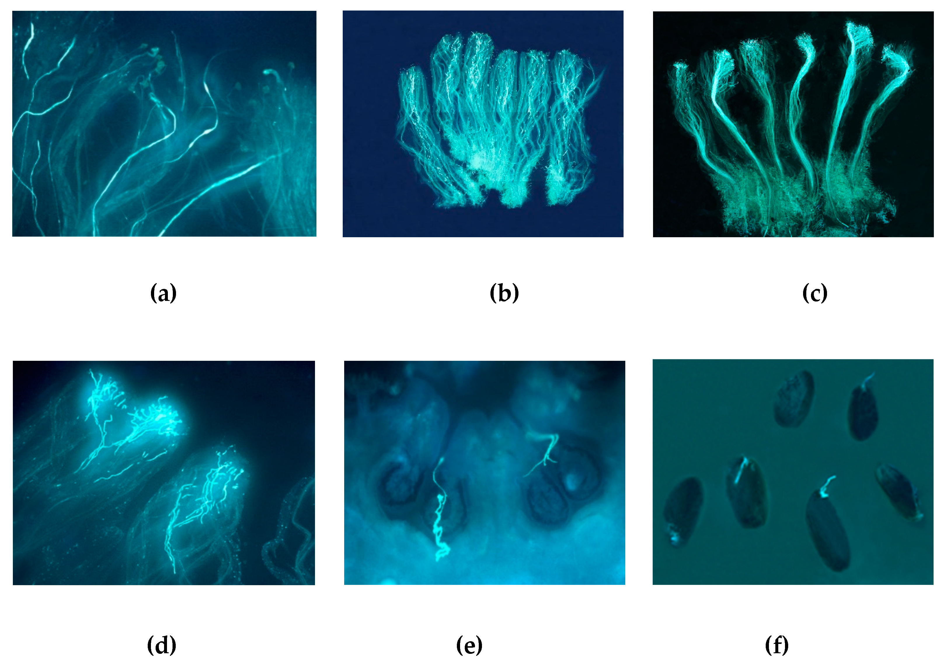 Success Rate of Individual Pollinizers for the Pear Cultivars “Ingeborg ...