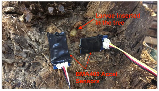 Smart Palm: An IoT Framework for Red Palm Weevil Early Detection