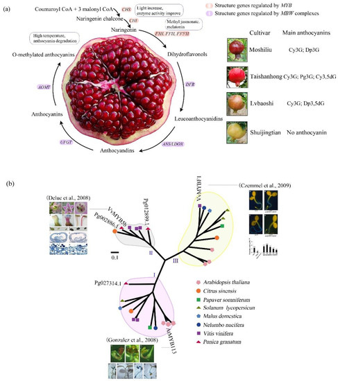 Fruit Breeding in Regard to Color and Seed Hardness: A Genomic View ...