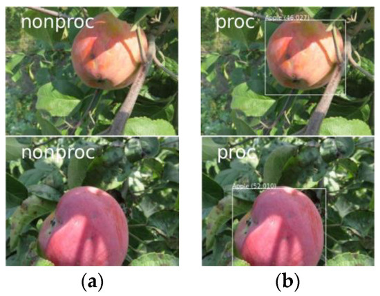 Using YOLOv3 Algorithm with Pre- and Post-Processing for Apple Detection in Fruit-Harvesting Robot