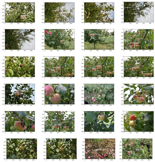 Using YOLOv3 Algorithm with Pre- and Post-Processing for Apple ...