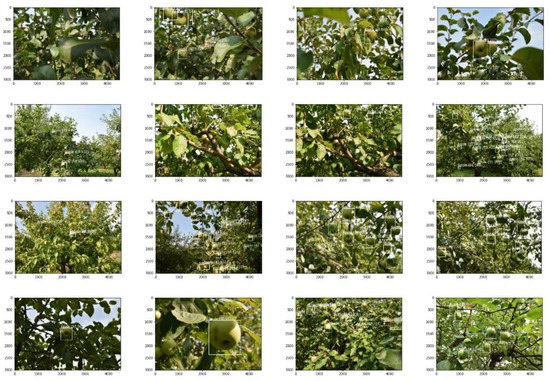 Using YOLOv3 Algorithm with Pre- and Post-Processing for Apple Detection in Fruit-Harvesting Robot