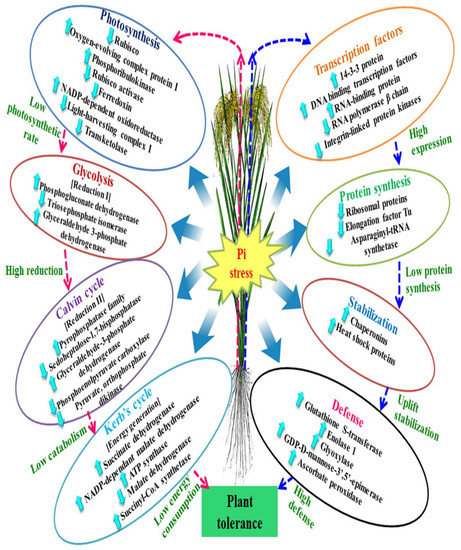 Agronomy | Free Full-Text | Analysis of Proteomic Profile of ...
