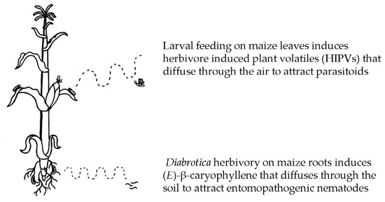 Plant Defense Chemicals against Insect Pests