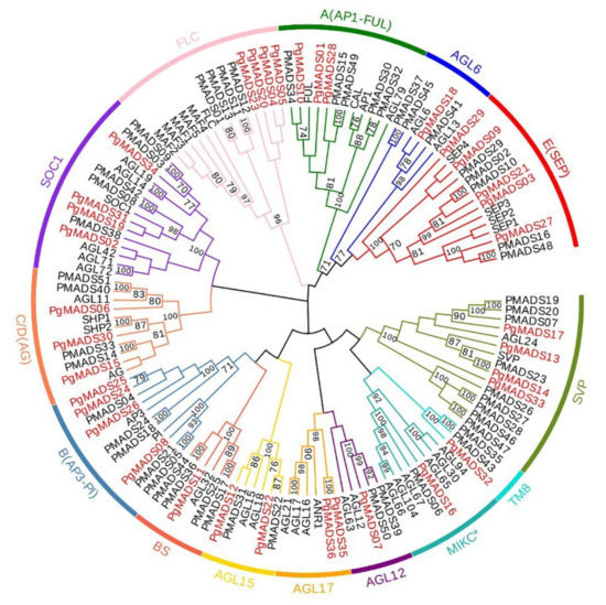 Genome-Wide Identification and Expression Analysis of MIKC-Type MADS ...