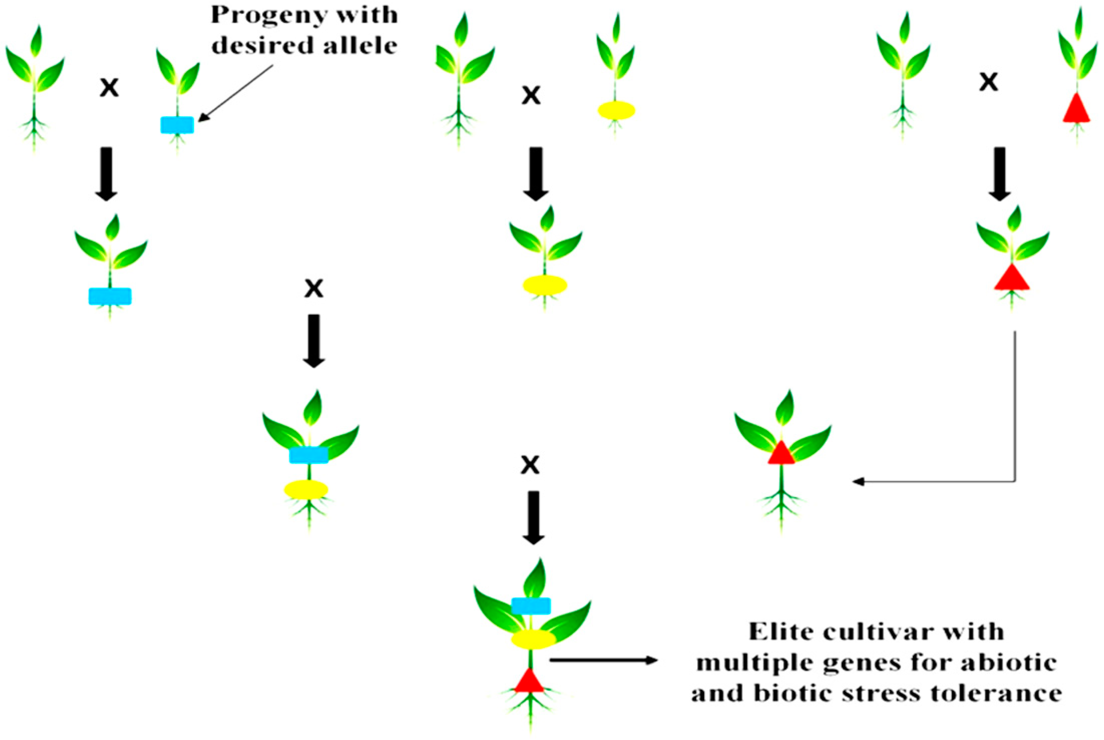 Agronomy Free Full Text Gene Pyramiding For Sustainable Crop