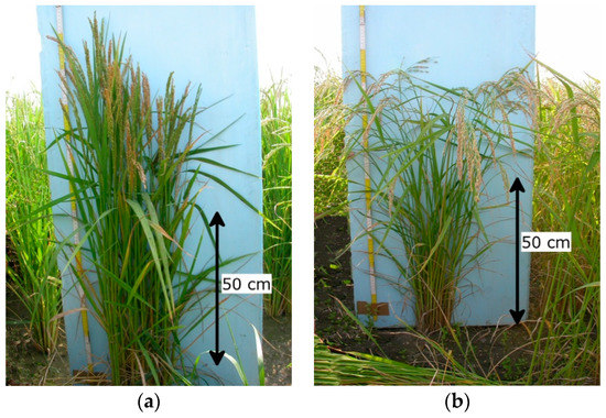 How Can Weedy Rice Stand against Abiotic Stresses? A Review