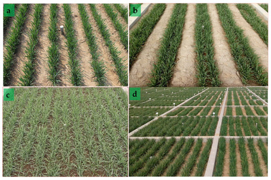 Double-Double Row Planting Mode at Deficit Irrigation Regime Increases ...