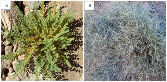 Isolation and Characterization of Plant Growth Promoting Endophytic ...