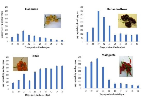 Agronomy | Free Full-Text | Changes in Capsiate Content in Four Chili Pepper Genotypes (Capsicum ...