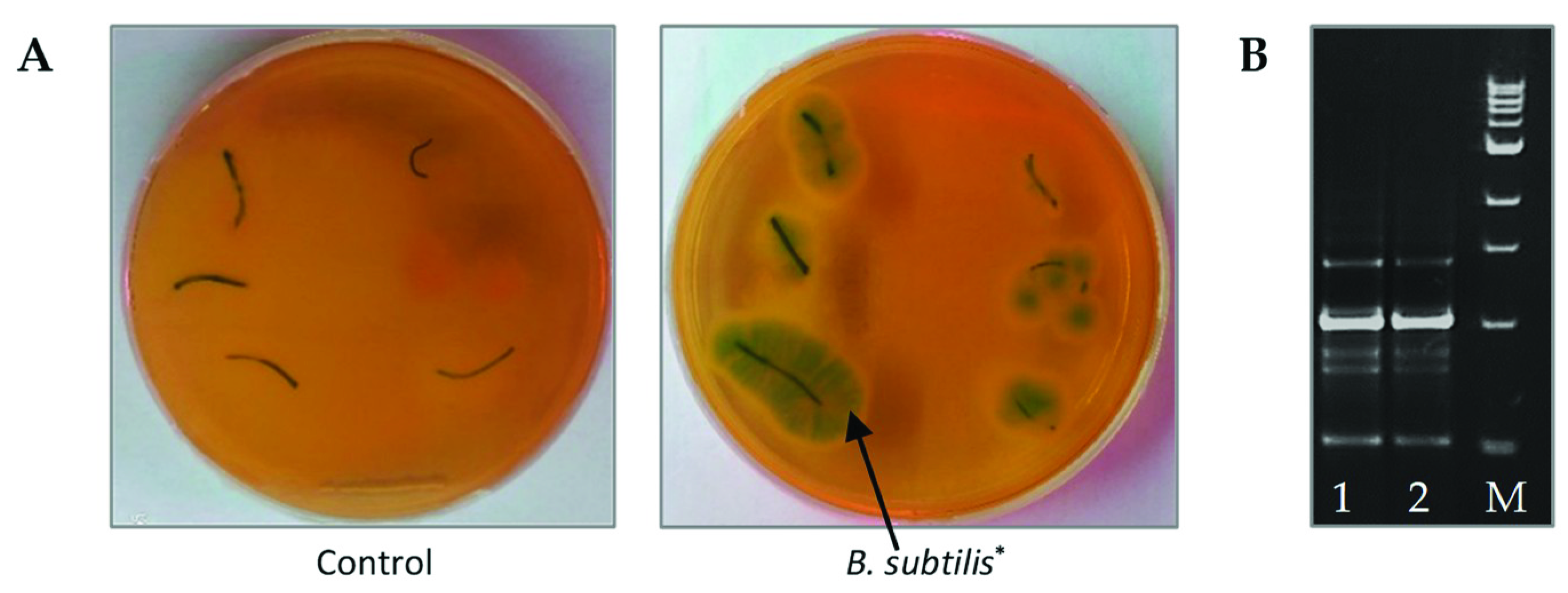 Bacillus Subtilis Agar
