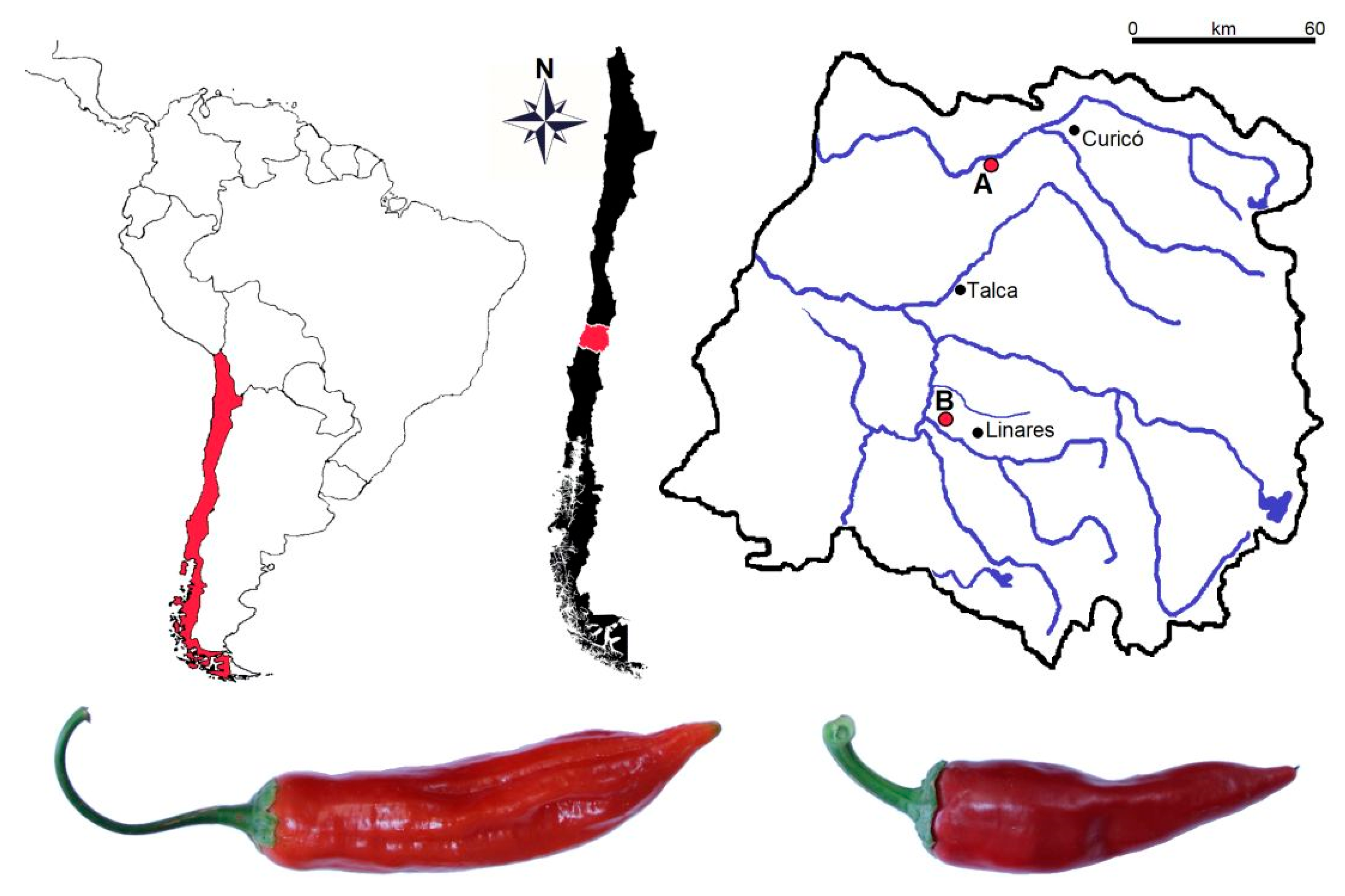 Chili Pepper Landrace Survival and Family Farmers in Central Chile