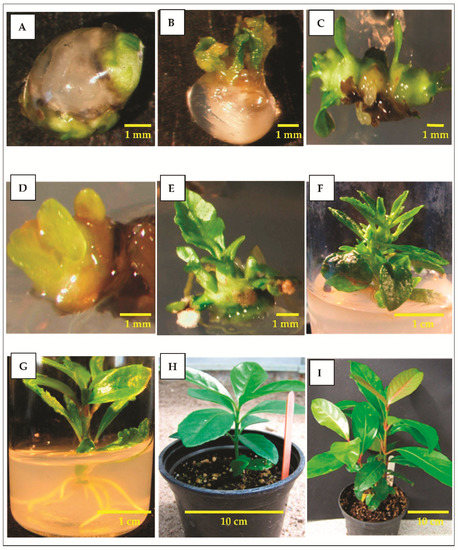 Agronomy | Special Issue : Recent Advances in Research and Production ...