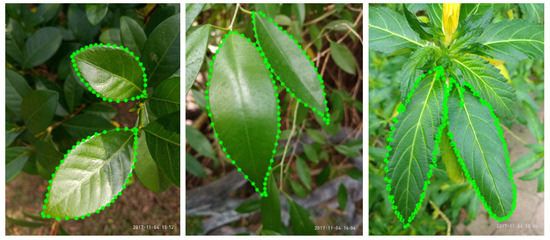 Leaf Segmentation and Classification with a Complicated Background ...