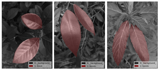Leaf Segmentation and Classification with a Complicated Background ...