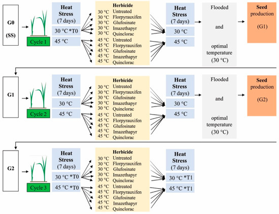 Rapid Reduction of Herbicide Susceptibility in Junglerice by Recurrent ...