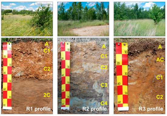 Soil Microbial Community Profiling and Bacterial Metabolic Activity of Technosols as an Effect ...