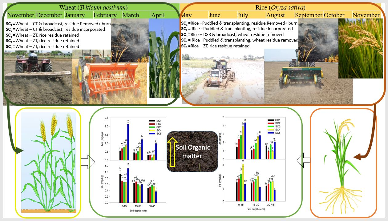 Agronomy | Free Full-Text | Improvement of Soil Health through Residue Management and ...