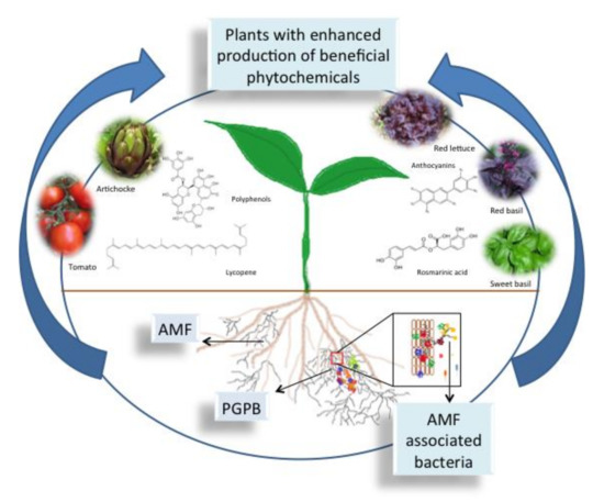 Health-Promoting Properties of Plant Products: The Role of Mycorrhizal ...