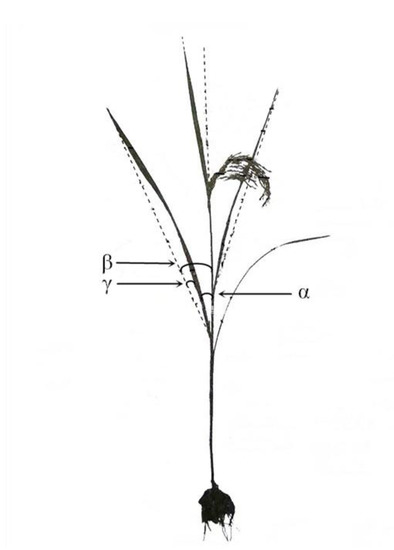 Comparison of Growth and Yield Characteristics of Mid-Season Hybrid ...