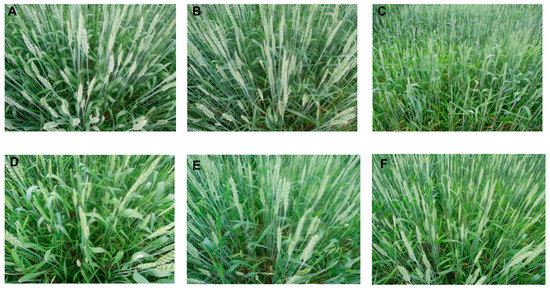 Rating of Spring Wheat Varieties (Triticum aestivum L.) According to ...