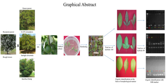 Agronomy | Free Full-Text | Optimizing Recovery of Hybrid Embryos from ...