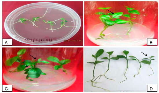 Optimizing Recovery of Hybrid Embryos from Interspecific Citrus Crosses ...