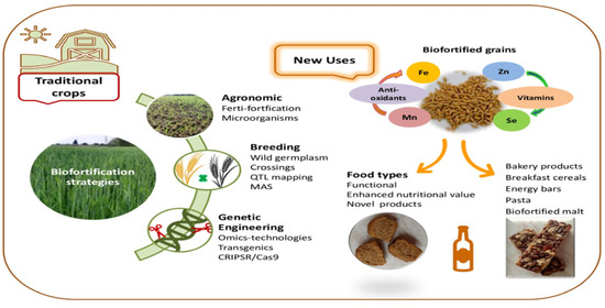 Agronomy | Free Full-Text | New Uses for Traditional Crops: The Case of ...