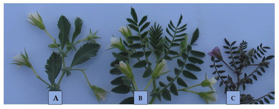 Introgression of Resistance to Leafminer (Liriomyza cicerina Rondani ...