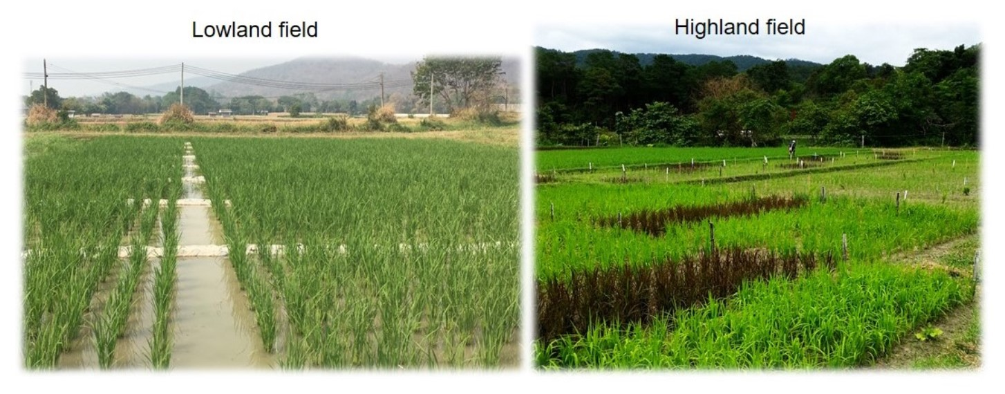 Agronomy | Free Full-Text | Stabilizing Grain Yield and Nutrition ...