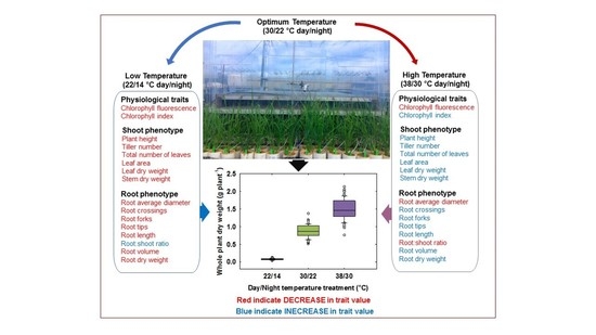 Agronomy | Free Full-Text | Morpho-Physiological Characterization of ...