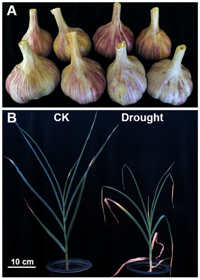 Transcriptomic Changes Induced by Drought Stress in Hardneck Garlic ...