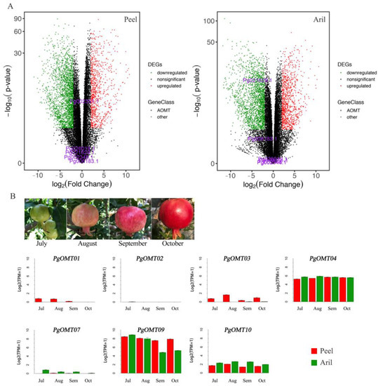 Genome-Wide Identification and Evolutionary Analysis of AOMT Gene ...
