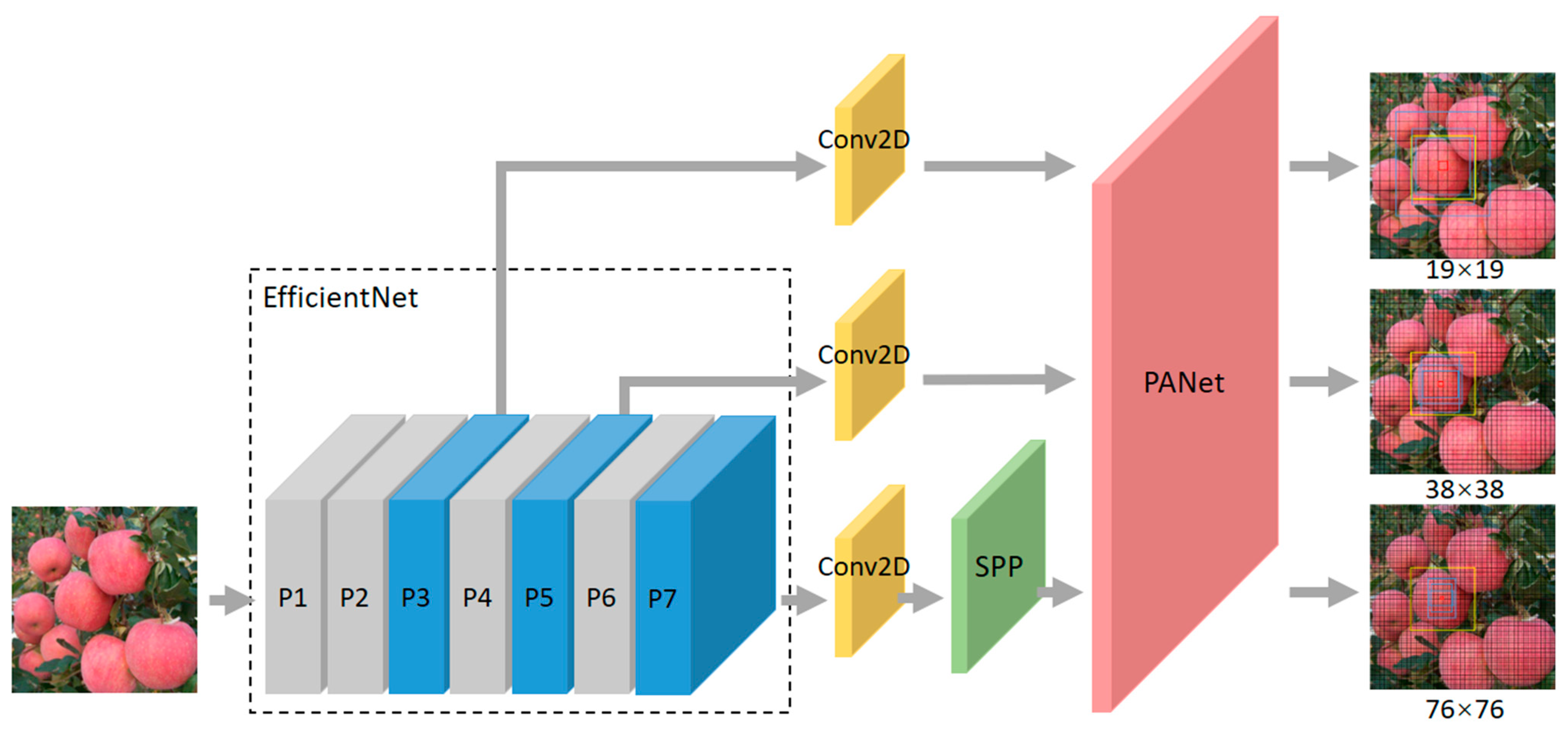 Apple Detection in Complex Scene Using the Improved YOLOv4 Model