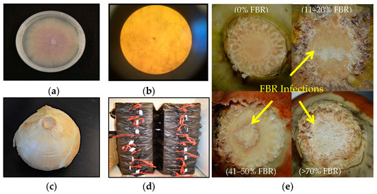 Recent Advances in Onion Genetic Improvement