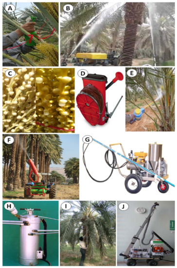 Date Palm Pollen: Features, Production, Extraction and Pollination Methods