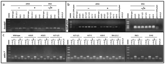 Agronomy | Free Full-Text | Genes with Cold Shock Domain from Eutrema ...