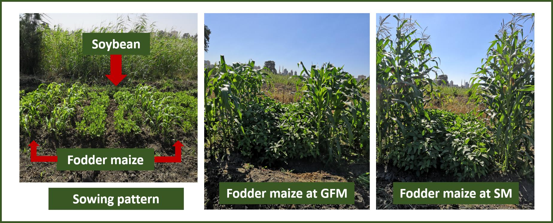 Agronomy | Free Full-Text | Maximizing Land Use Efficiency and ...