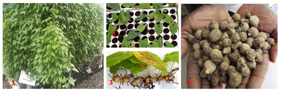 Seed Yam Production Using High-Quality Minitubers Derived from Plants ...