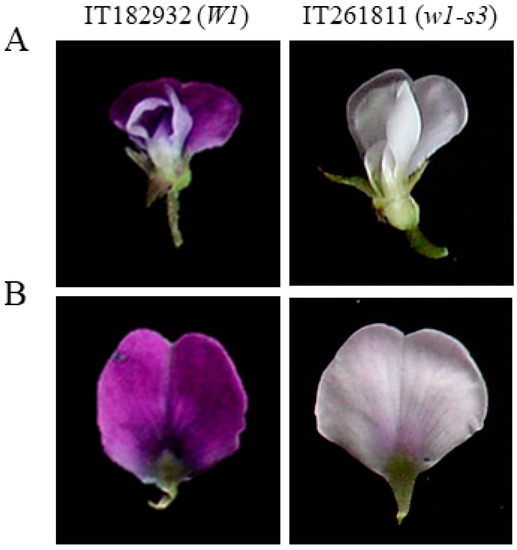 A Novel Pinkish-White Flower Color Variant Is Caused by a New Allele of ...